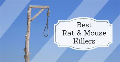 5 Best Rat And Mouse Killers Pest Survival Guide