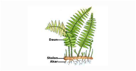 Pteridophyta Tumbuhan Paku Pengertian Ciri Klasifikasi Markas
