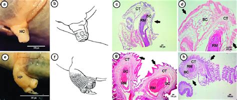 Hemiclitoris A B C D And Hemipenis E F G H By Ophiodes Cf
