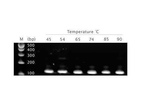 Ultrascript 20 Reverse Transcriptase And Kits Global Scientech Shop
