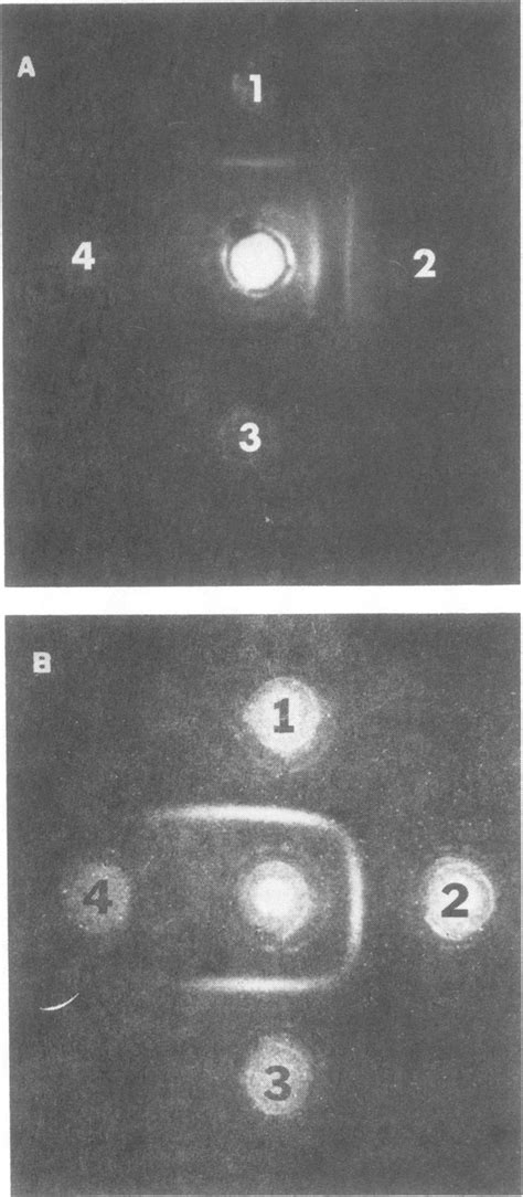 A Gel Diffusion Analysis Of The Separation Of The Group I Antigens Download Scientific