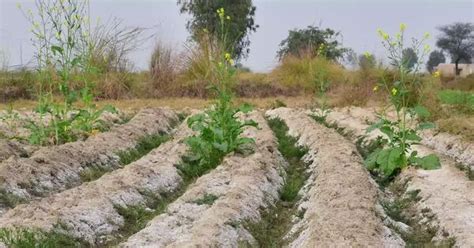 Soil Salinity Control Assignment Point