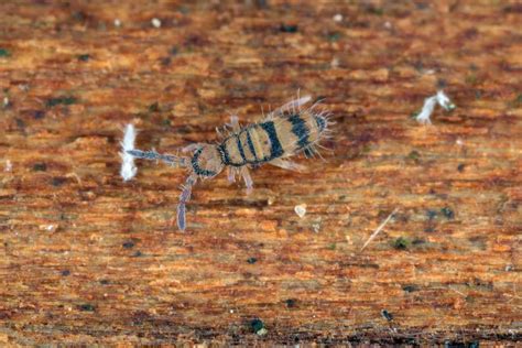 How To Identify Springtails Cleggs Pest Control