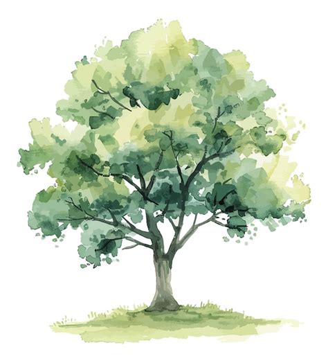 Illustration Of A Watercolor Tree Premium Vector