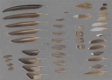 Pterocles Alchata