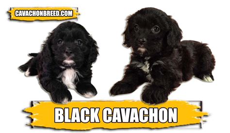Cavachon Rescue Find A Cavachon Shelter Or Rescue Center Cavachon Breed