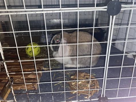 Is This Rabbit Position Normal Rrabbits