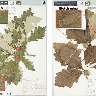 Herbarium Specimens Exhibiting A Range Of Herbivory Types Made By