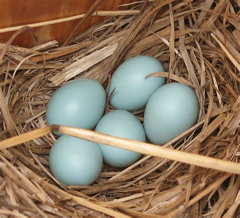 Western Bluebird Eggs
