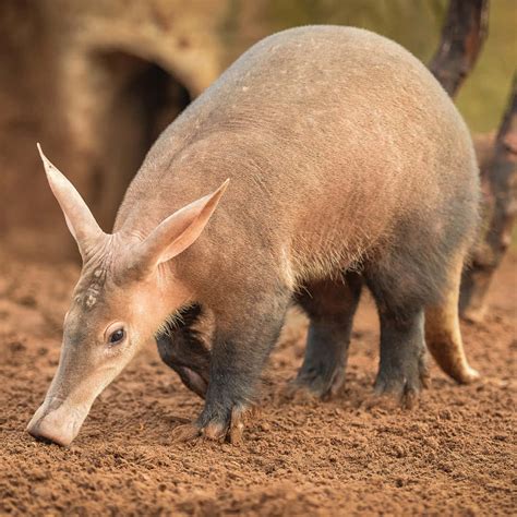 100 Aardvark Wallpapers