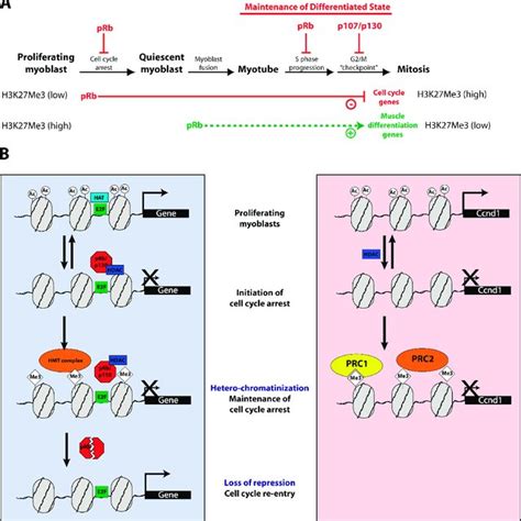 Model Detailing Prb Function In Differentiated Muscle See Text For