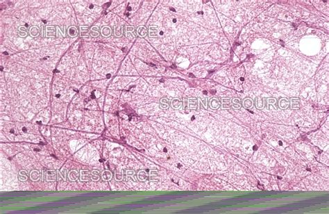 Neuron Cell Microscope