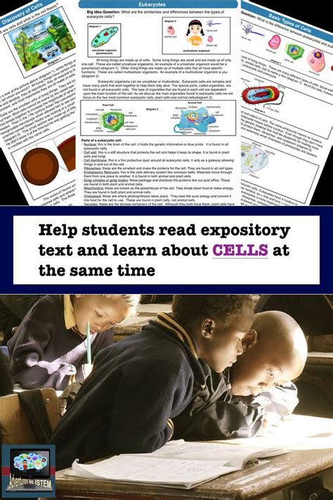 Cell Theory Structure And Function Prokaryotic And Eukaryotic Cells Science