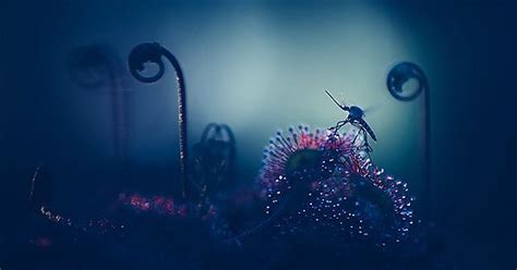 Photographer Joni Niemeläs Capture Carnivorous Plants Structures