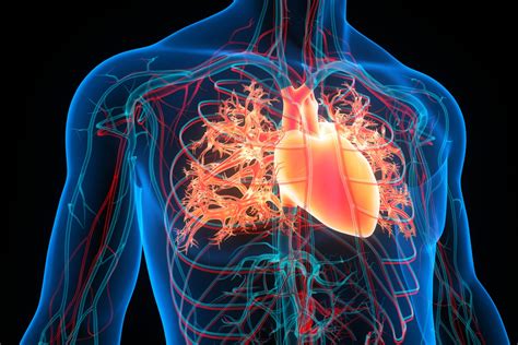 Sharing Circulatory Systems Slows Aging Say Scientists Insidehook