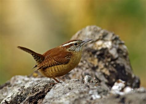 Most Commonly Seen Birds In Nebraska Stacker