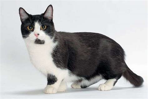 10 Most Famous Cat Breeds In Japan Japan Daily