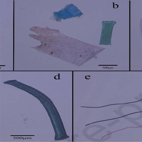 Microplastics Of The A Fragment B Sheet C Foam D Line And E Fiber Download Scientific