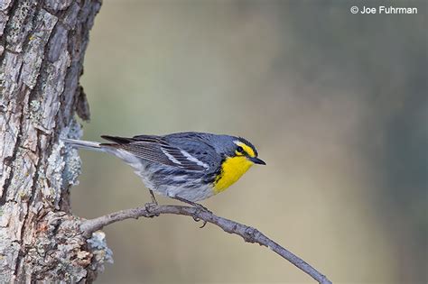 Graces Warbler Joe Fuhrman Photography