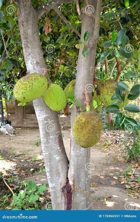 Pala Fruits Tree Royalty Free Stock Image 176966296