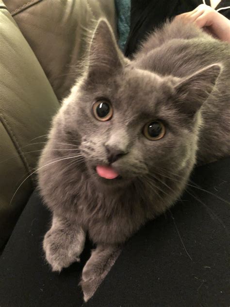 Cat Does A Mlem Rmlem