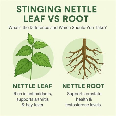 Stinging Nettle Leaf Vs Root Whats The Difference And Which Should Y Real Herbs