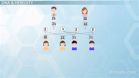 Difference Between Genes Alleles Video Lesson Transcript Study Com