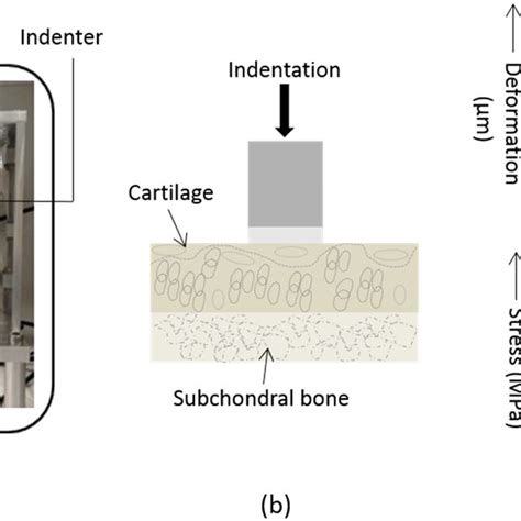 A A Photograph Of Indentation Instrument B Indentation Was Imposed Download Scientific