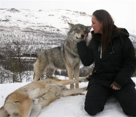 White Wolf Norwegian Park Allows Visitors To Play With Wolves Under