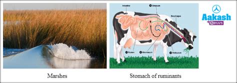 Difference Between Archaea And Bacteria In Biology Definition Types