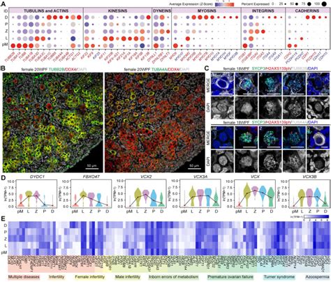 Transcriptional Progression During Meiotic Prophase I Reveals Sex