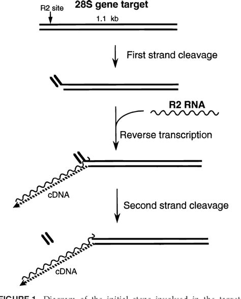 Figure 1 From Secondary Structure Model Of The Rna Recognized By The Reverse Transcriptase From