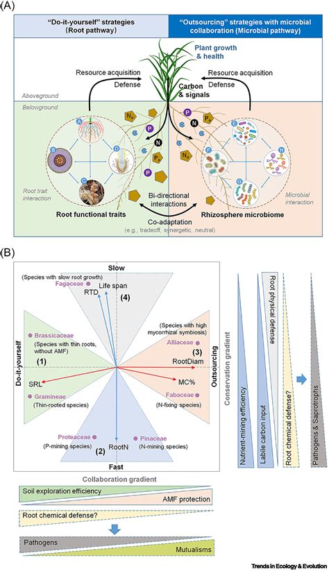 Do Rhizosphere Microbiomes Match Root Functional Traits Trends In