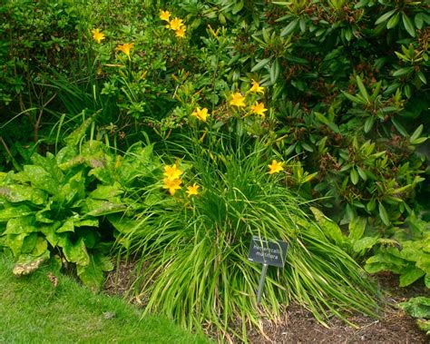 Hemerocallis Multiflora Gardensonline
