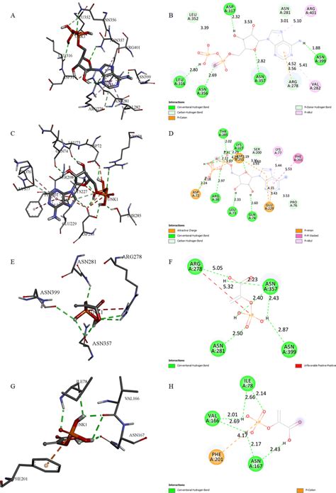 Docking Result Of The Interaction Of Predicted Structures Of Pks From Download Scientific