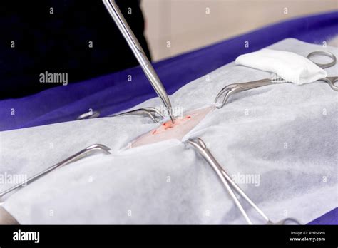 Sterilization of a cat in a veterinary clinic, a cat on an operating table Stock Photo - Alamy