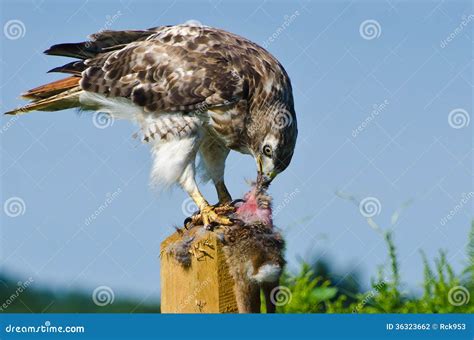 Hawk Eating Rabbit