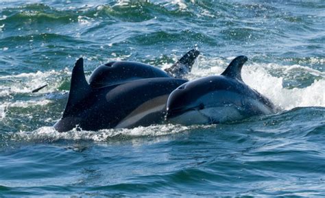 Photo 163544374 C Ryan Van Meter Some Rights Reserved Cc By Nc Nd