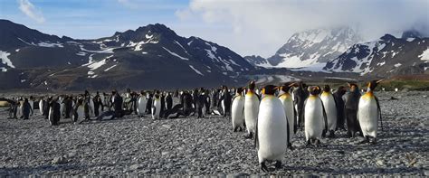 Penguin Island Antarctica South Georgia And Antarctic Peninsula