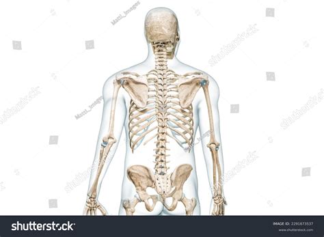 Vertebral Column Backbone Back View 3d Stock Illustration 2291673537