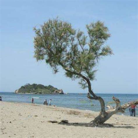 Mohammed Nafi Assistant Professor Université De Béjaïa Bejaïa