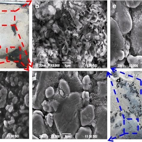 Digital Image Of The Anodic Surface A The Corresponding Sem Images