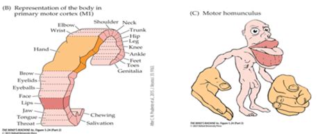 Sensorimotor System Ppt 17 20 Flashcards Quizlet