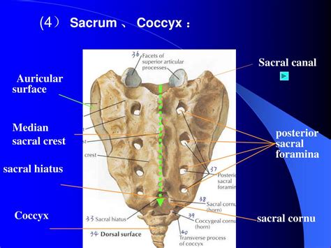 Ppt Human Anatomy Powerpoint Presentation Free Download Id 3733679