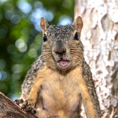 Mother Squirrel R Squirrels