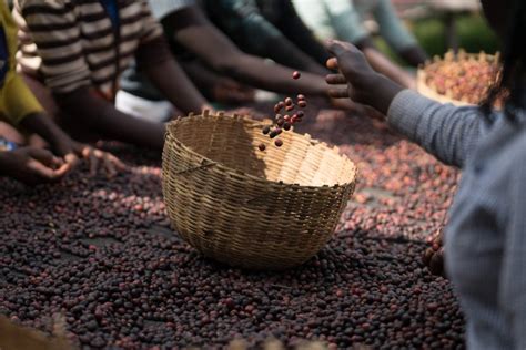 Ethiopia Washed Yirgacheffe Grade 1 Aricha La Bodega