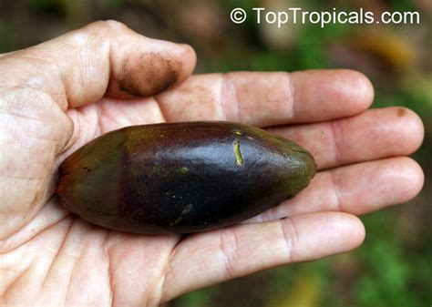 Canarium Ovatum Pili Nut Top Tropicals Plant Encyclopedia