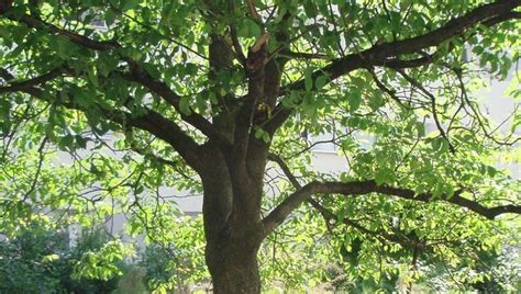 Which Trees Have Taproots Tree Taproot Landscaping Plants