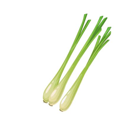 Premium Vector Thai Isolated Raw Lemongrass Spice Vegetable