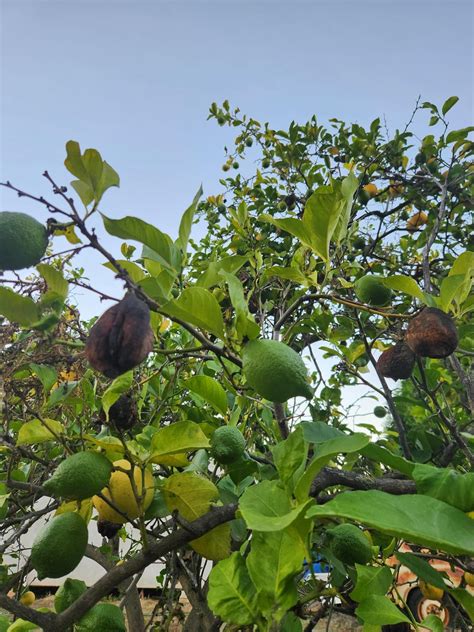 Why Is This Happening To My Lemom Tree R Gardening